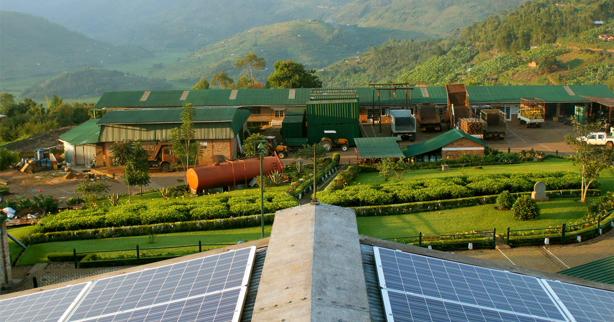 Rwanda's Green Hybrid Tea: Sustainable Innovation